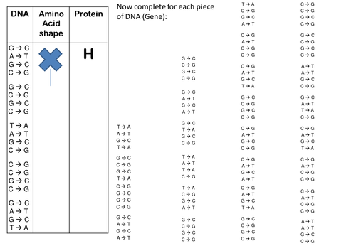 DNA to Amino Acid to Protein Activity | Teaching Resources