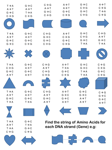 DNA to Amino Acid to Protein Activity | Teaching Resources
