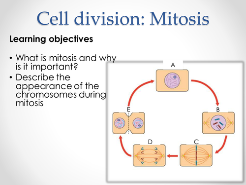 AQA AS & A-level Biology (2016 specification). Section 2 Topic 3: Cell ...