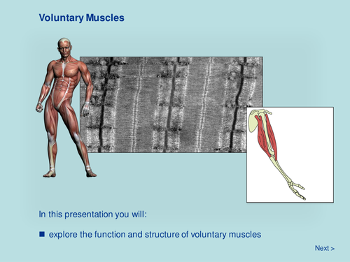 Voluntary Muscles | Teaching Resources