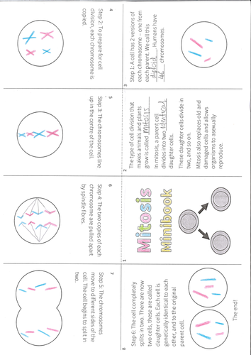 Mitosis minibook | Teaching Resources