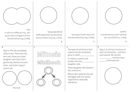 Mitosis minibook | Teaching Resources