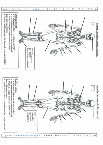 Skeleton, joints and muscles | Teaching Resources