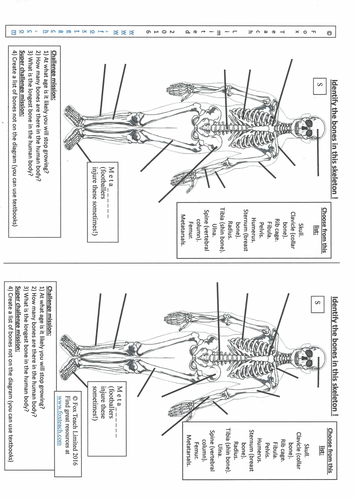 Skeleton, joints and muscles | Teaching Resources