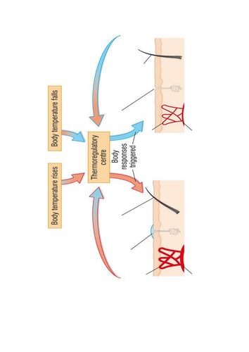New AQA (2016) Year 2 Biology (A2) - Principles of Homeostasis- Flipped ...