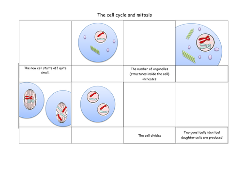 Mitosis story board | Teaching Resources