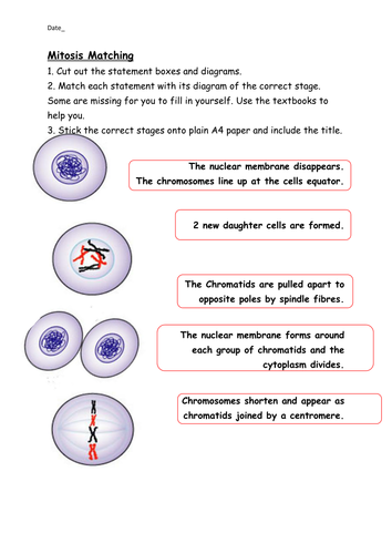 Mitosis cut and paste worksheet | Teaching Resources