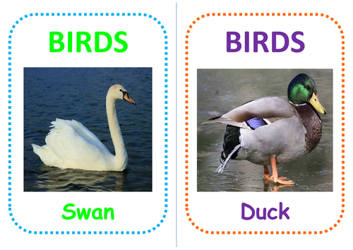 100 BIRDS FLASHCARDS SCIENCE DISPLAY TEACHING RESOURCE EARLY YEARS KS1 ...
