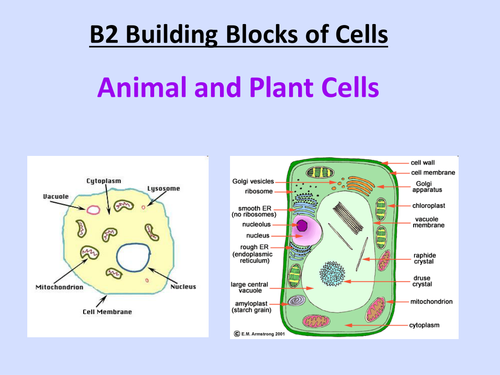 Edexcel GCSE B2 Biology - Unit 1 The Building Blocks of Life | Teaching ...