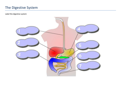Digestion new AQA Trilogy 2016- GCSE | Teaching Resources