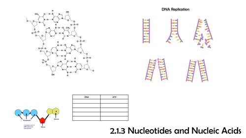 A-Level Biology: Nucleotides and Nucleic Acids - whole topic | Teaching ...
