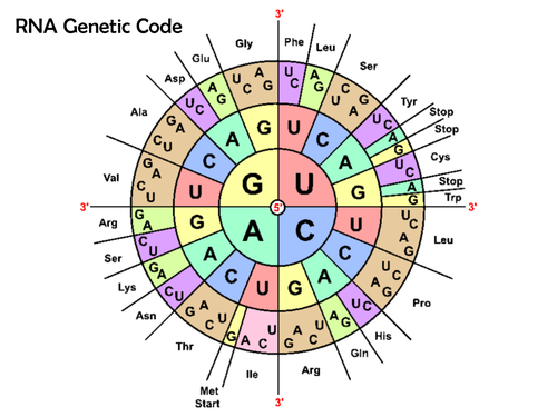 A-Level Biology: Nucleotides and Nucleic Acids - whole topic | Teaching ...
