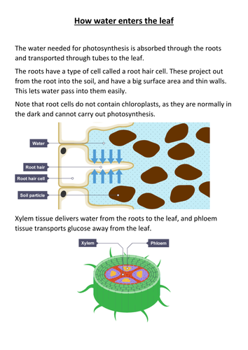 Plant Minerals - Plant Murder Mystery | Teaching Resources
