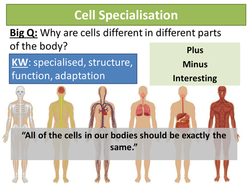 NEW AQA GCSE Cells 3-4 Specialised Cells | Teaching Resources