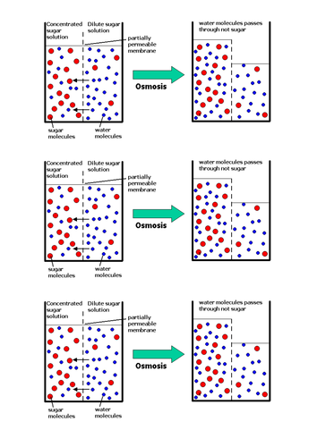 NEW AQA GCSE Cells 14 Osmosis Theory | Teaching Resources