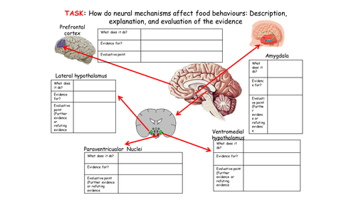 Eating behaviour: Neural mechanisms (Psychology AQA A) | Teaching Resources Eating behaviour: Neural mechanisms (Psychology AQA A) | Teaching Resources