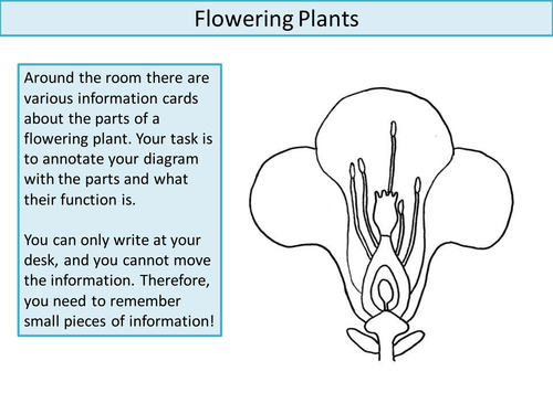 Flowering Plant: Create a Labelled Diagram | Teaching Resources