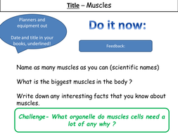 Muscles KS3 - differentited for all abilities. | Teaching Resources