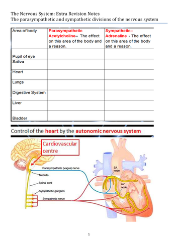 Revision of the Nervous System and Homeostasis for A Level Biology ...