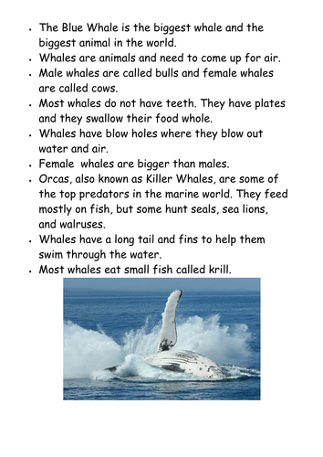 1 week non-fiction English planning for Year 2 on the giant squid ...