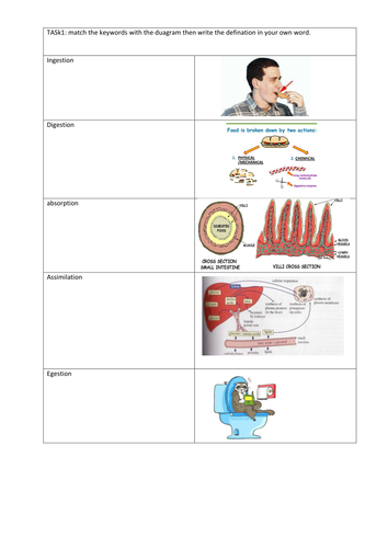 Digestive system with worksheet and ppt and past paper questions ...