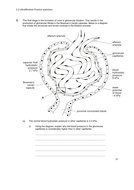 New OCR Biology A 5.2.5 Kidney Function: Ultrafiltration | Teaching ...