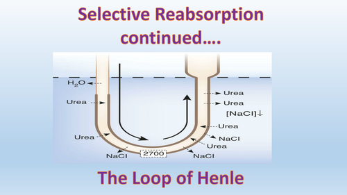 NEW OCR Biology A 5.2.6 Kidney Function: Loop of henle and ...