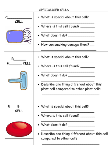 Lesson 2 Specialised cells lesson | Teaching Resources