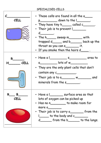 Lesson 2 Specialised cells lesson | Teaching Resources