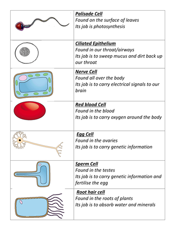 Lesson 2 Specialised cells lesson | Teaching Resources