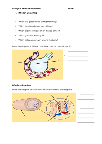 Lesson 6 Biological Diffusion | Teaching Resources