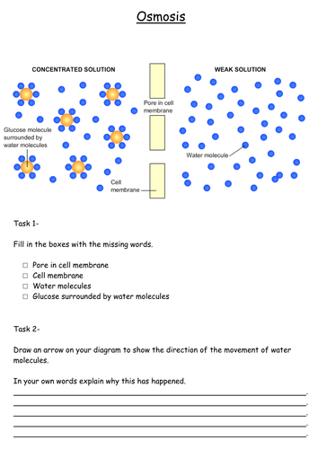 Lesson 7 Osmosis | Teaching Resources