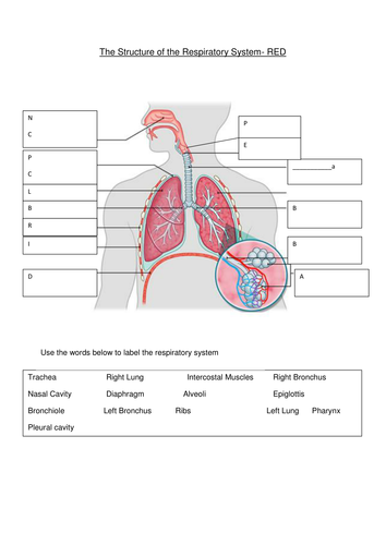 OCR 1-9 GCSE PE respiratory system | Teaching Resources