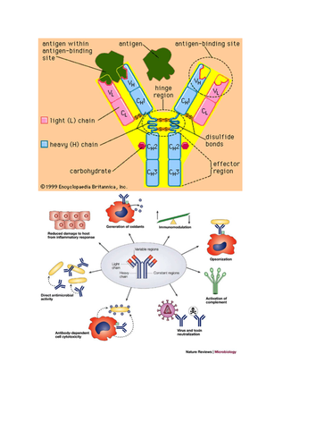 NEW AQA AS UNIT 3.5 Cell Recognition and the Immune System | Teaching ...