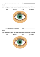Science - Light and the Eye, How we see, KS1 worksheets | Teaching ...
