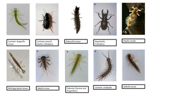 Freshwater invertebrates; sampling, analysis and freshwater treatment ...