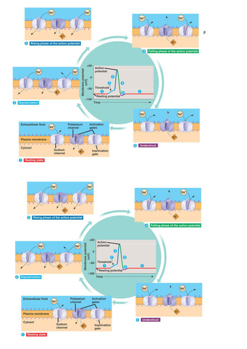 NEW AQA A2 BIOLOGY UNIT 6 - Organisms respond to changes in their ...