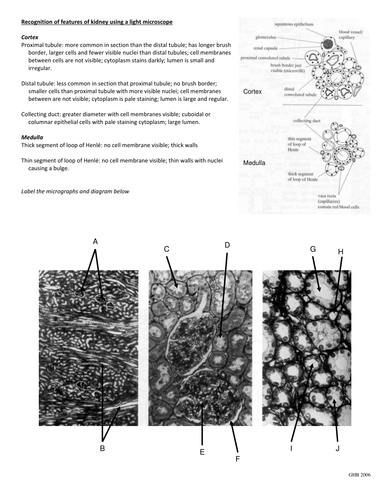 NEW AQA A2 BIOLOGY UNIT 6 - Organisms respond to changes in their ...