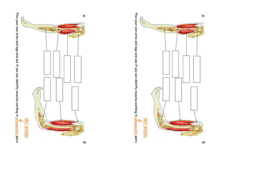 KS3 - Joints + Movement | Teaching Resources