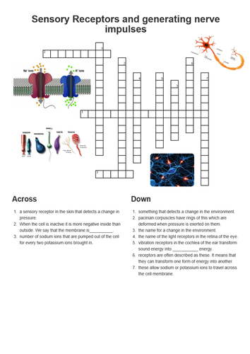 NEW OCR Biology A 5.3.1. Sensory Receptors and generating Nerve ...