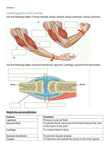KS3 - Muscles & Movement | Teaching Resources KS3 - Muscles & Movement | Teaching Resources