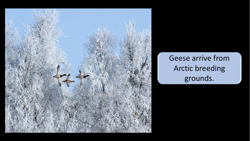 Winter | Teaching Resources