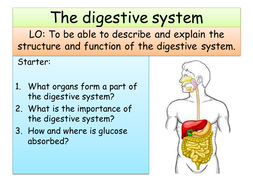 The digestive system GCSE | Teaching Resources