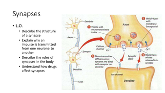 Synapses (new OCR spec) | Teaching Resources