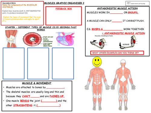 GCSE PE new 2016 specification Edexcel - The Muscular System (3 lessons ...