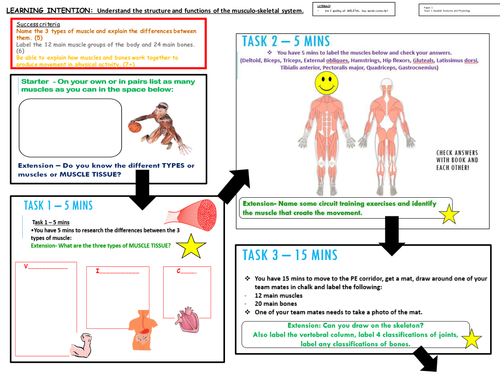 GCSE PE new 2016 specification Edexcel - The Muscular System (3 lessons ...