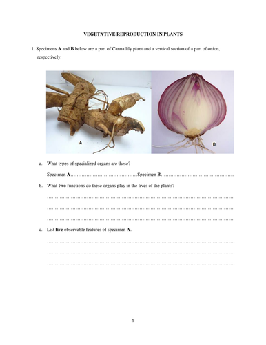 Vegetative Reproduction in Plants | Teaching Resources