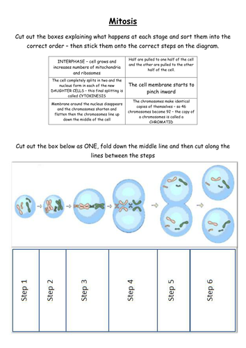 Mitosis Foldable | Teaching Resources