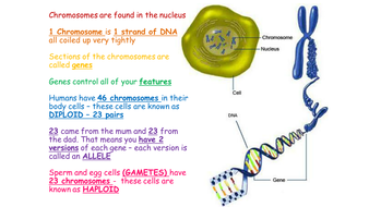 Chromosome foldable activity | Teaching Resources