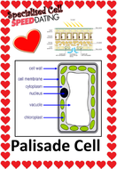 Specialised plant cell speed dating by amydixon | Teaching Resources